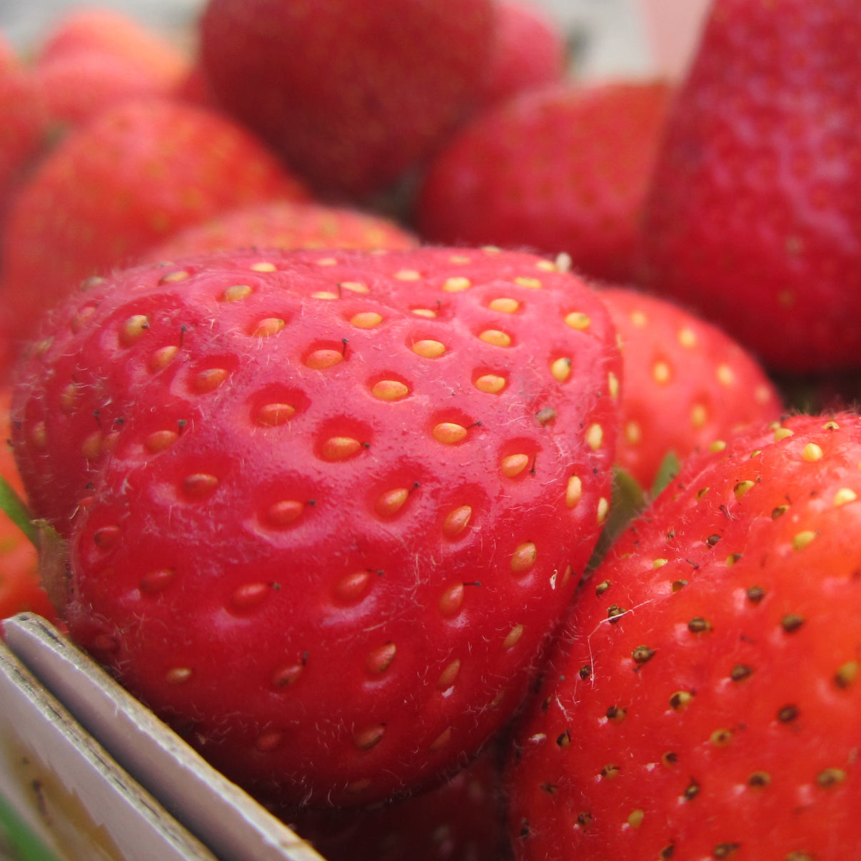 Fraises du Québec – Les jardins Tierra Viva